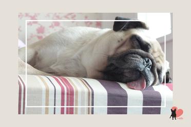 How Long Do Pugs Sleep In A Day